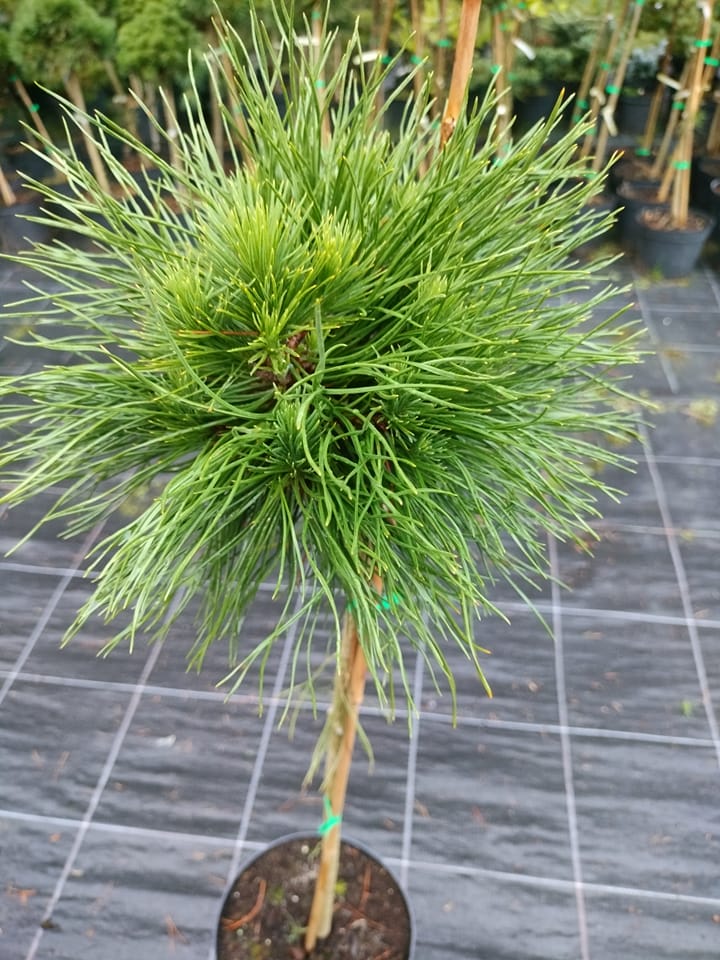 Pinus mugo Varella - KupRoslinke.pl - Kupuj rośliny w swojej okolicy!